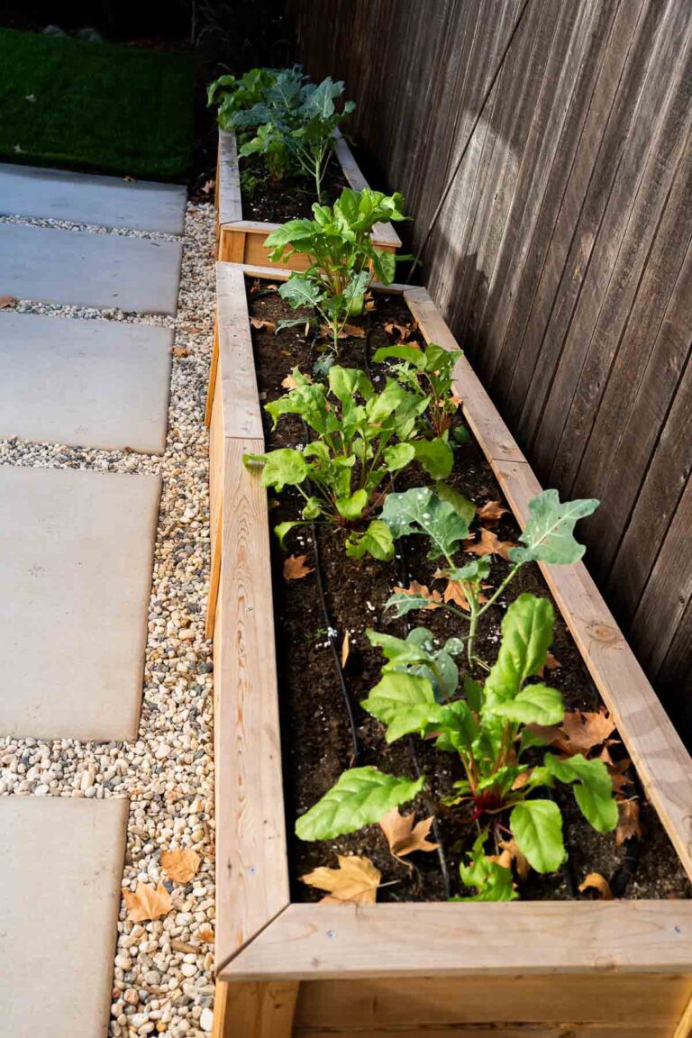 Cedar Garden Beds Review - Eartheasy Raised Beds